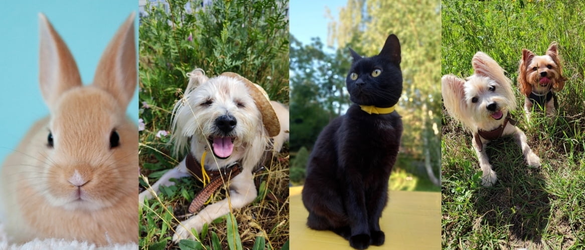 Call for Work: 🐕 JANUARY 2023/24 | THE PERFECT PET PALS ISSUE | PRINT ...