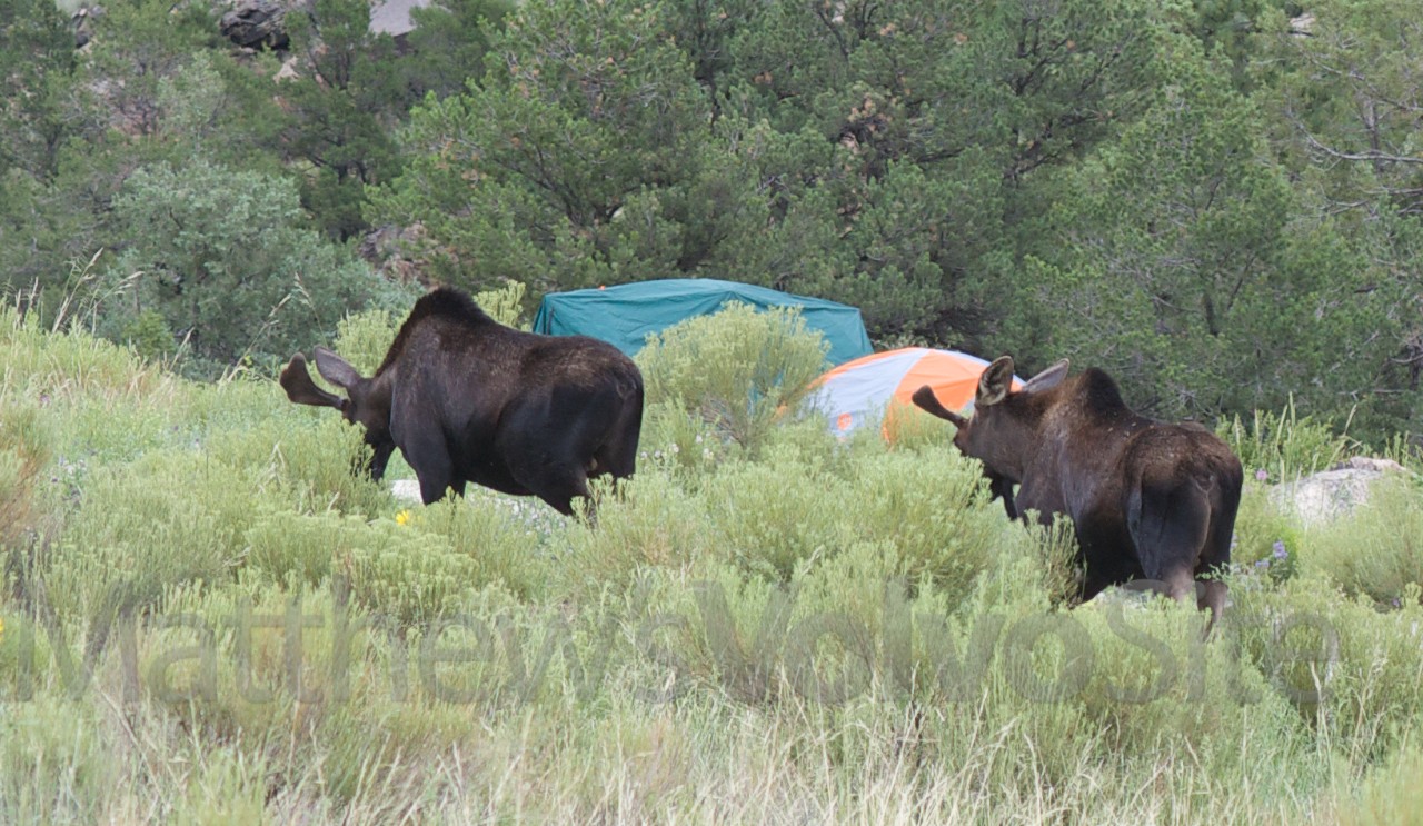 Volvo and Moose (real moose)
