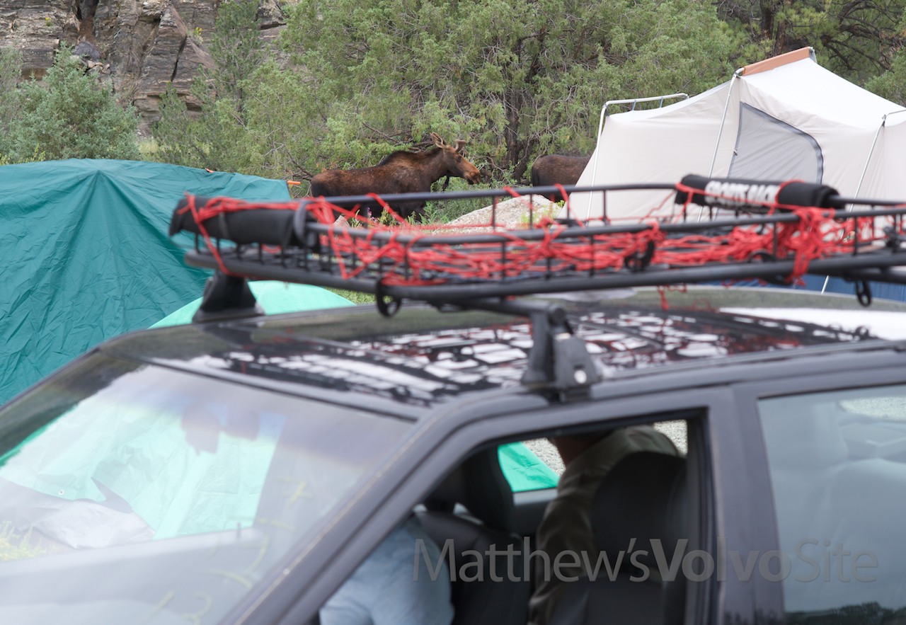 Volvo and Moose (real moose)