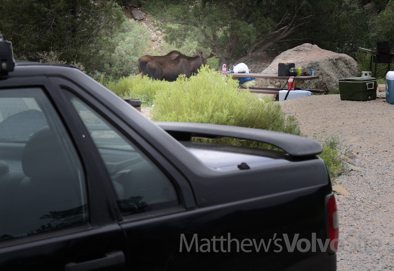 Volvo and Moose (real moose)