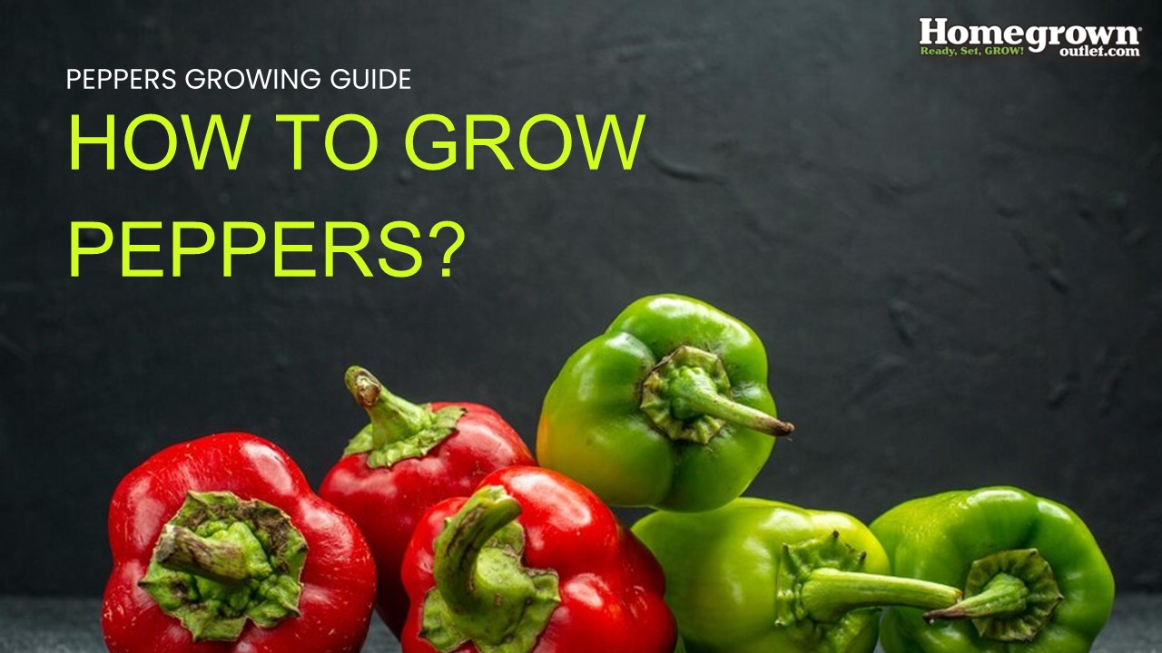 PPT – How to Grow Peppers? PowerPoint presentation | free to download ...