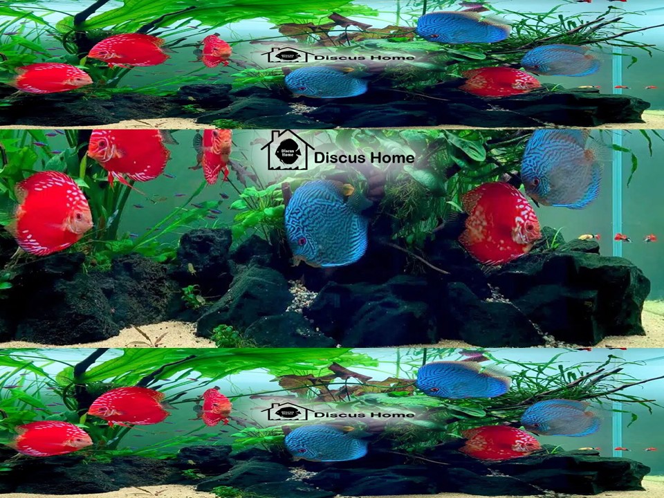 PPT – Aquarium Heater PowerPoint presentation | free to download - id ...