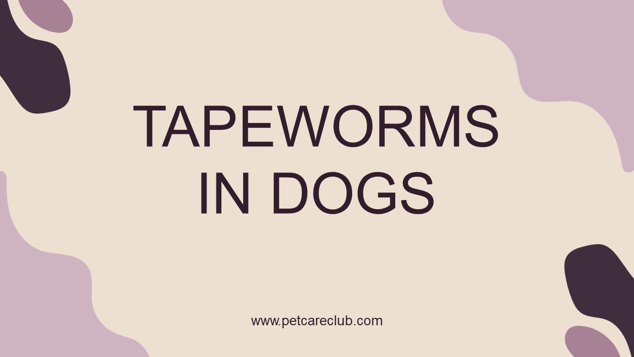 PPT – All you need to know about Tapeworms in Dogs - PetCareClub ...