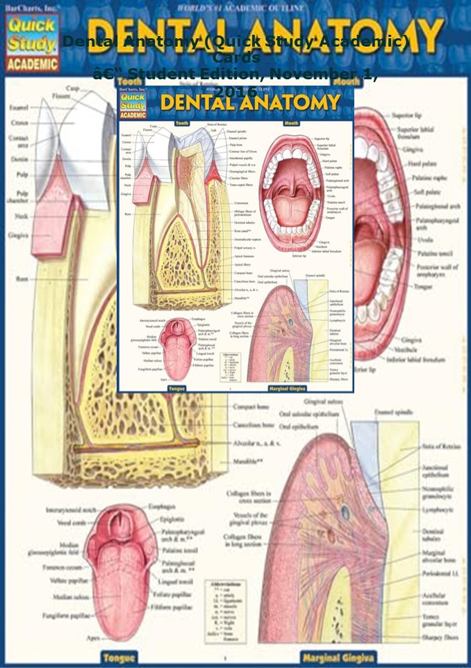 [PDF] ️Download ⚡️ Dental Anatomy (Quick Study Academic) Cards â ...