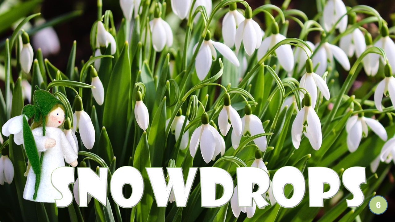 PPT – Snowdrops 6 (Flowers in Art) PowerPoint presentation | free to ...