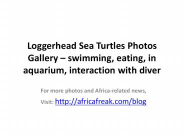 PPT – Photos of Loggerhead sea turtle to download for free PowerPoint ...