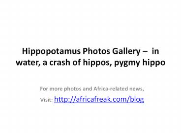 PPT – Photos of Hippopotamus (Hippo) to download for free PowerPoint ...