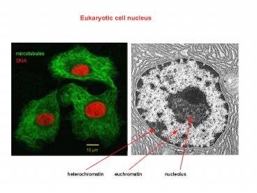 Eukaryotic cell nucleus presentation | free to view