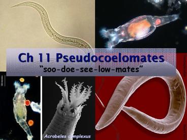 Ch 11 Pseudocoelomates presentation | free to download