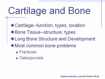 PPT – Cartilage and Bone Cartilage--function, types, location Bone ...