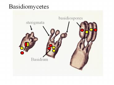 Basidiomycetes basidiospores sterigmata Basidium presentation | free to ...