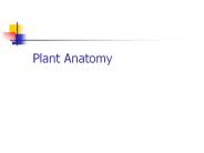 PPT – Plant Anatomy PowerPoint presentation | free to download - id ...