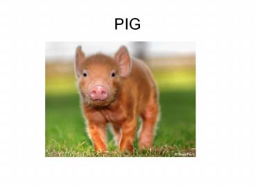 PPT – PIG PowerPoint presentation | free to download - id: 3b57a1-OTE4Z