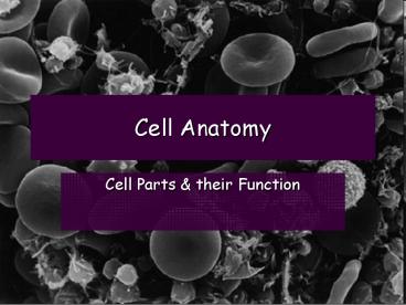 Cell Anatomy presentation | free to view