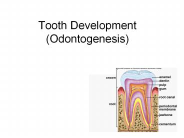 Tooth Development (Odontogenesis) presentation | free to view