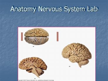 Anatomy Nervous System Lab presentation | free to view