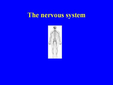 The nervous system presentation | free to download
