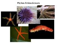 PPT – Phylum Echinodermata PowerPoint presentation | free to view - id ...