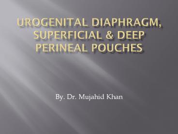 UROGENITAL DIAPHRAGM, SUPERFICIAL & DEEP PERINEAL POUCHES presentation | free to view