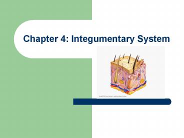 PPT – Chapter 4: Integumentary System PowerPoint presentation | free to ...