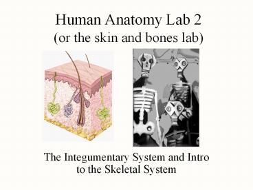 Human Anatomy Lab 2 (or the skin and bones lab) The presentation | free ...