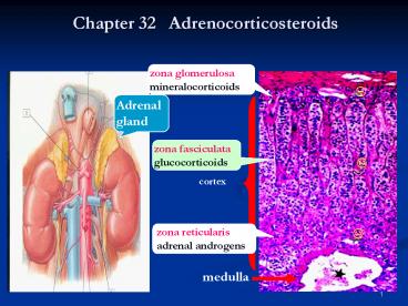 Chapter 32 Adrenocorticosteroids presentation | free to view