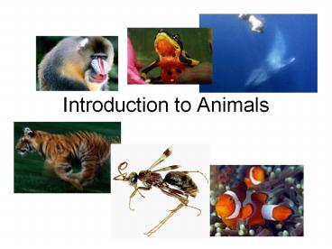 PPT – Introduction to Animals PowerPoint presentation | free to view ...