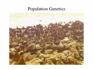 PPT – Population Genetics PowerPoint presentation | free to download ...