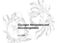 PPT – Glycogen metabolism and control PowerPoint presentation | free to ...
