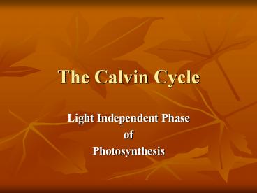 The Calvin Cycle Light Independent Phase of Photosynthesis presentation ...
