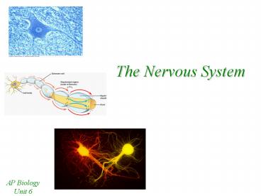 The Nervous System presentation | free to view