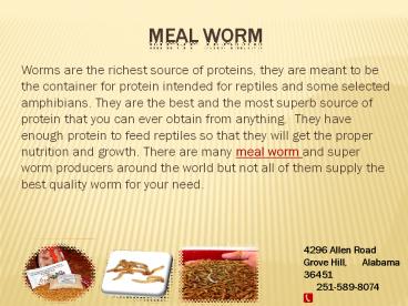 meal worm presentation | free to download