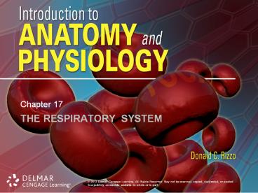 PPT – The Respiratory System PowerPoint presentation | free to download ...
