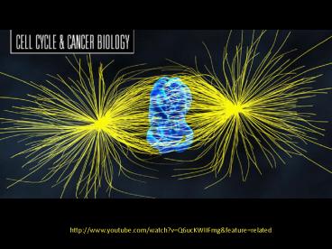 Cell Cycle, Mitosis, Cancer presentation | free to view
