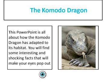 Komodo Dragons presentation | free to view