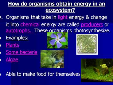 How do organisms obtain energy in an ecosystem? presentation | free to view