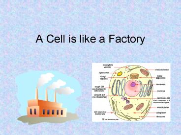 A Cell is like a Factory presentation | free to view