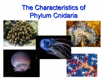 The Characteristics of Phylum Cnidaria presentation | free to view
