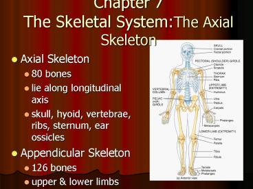 PPT – Chapter 7 The Skeletal System:The Axial Skeleton PowerPoint ...