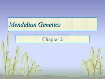 PPT – Mendelian Genetics PowerPoint presentation | free to view - id ...