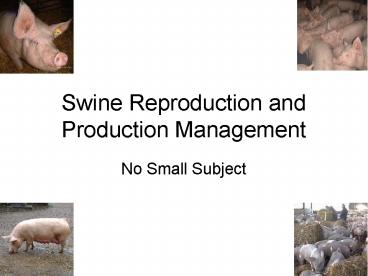 Swine Reproduction and Production Management presentation | free to ...