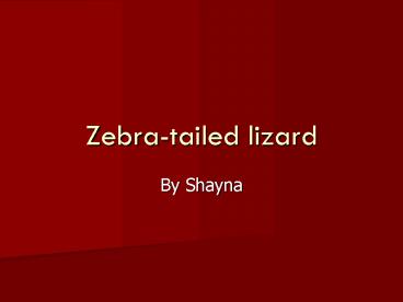 PPT – Zebra-tailed lizard PowerPoint presentation | free to download ...