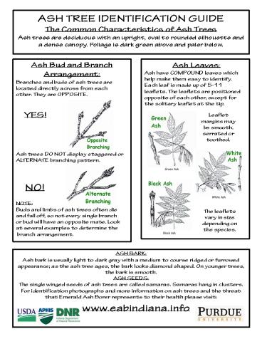ASH TREE IDENTIFICATION GUIDE The Common Characteristics of Ash Trees ...