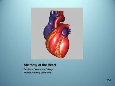Anatomy of the Heart presentation | free to view