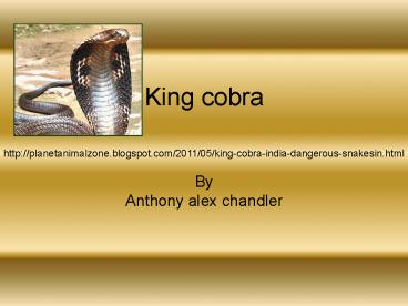 King cobra presentation | free to view
