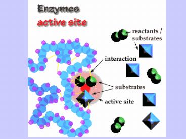 Enzymes presentation | free to download