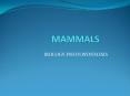 PPT – Mammals PowerPoint presentation | free to view - id: 6392e-YWMwY