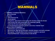 PPT – Mammals PowerPoint presentation | free to view - id: 6392e-YWMwY