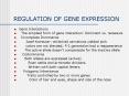 PPT – Gene Regulation in Eukaryotes PowerPoint presentation | free to ...