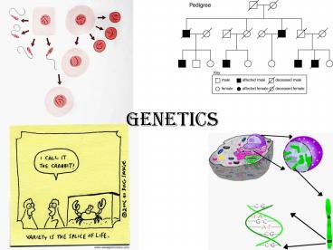 Genetics presentation | free to view
